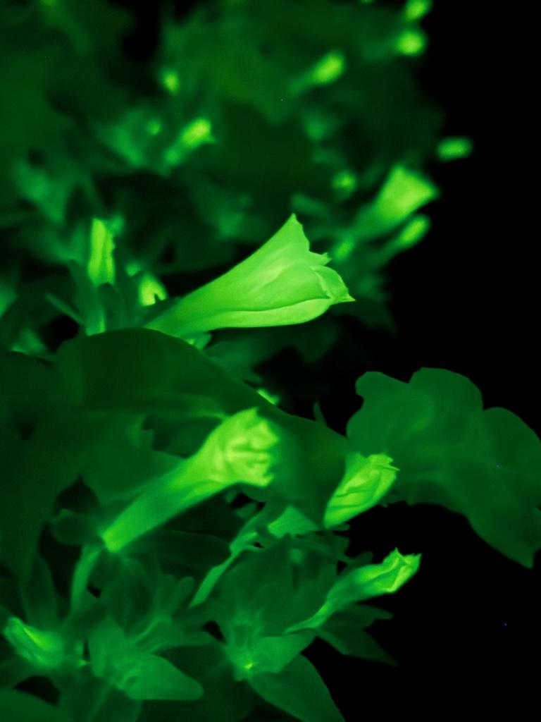 Revolutionary Gardens that Glow: The Firefly Petunia that Shines After Dark